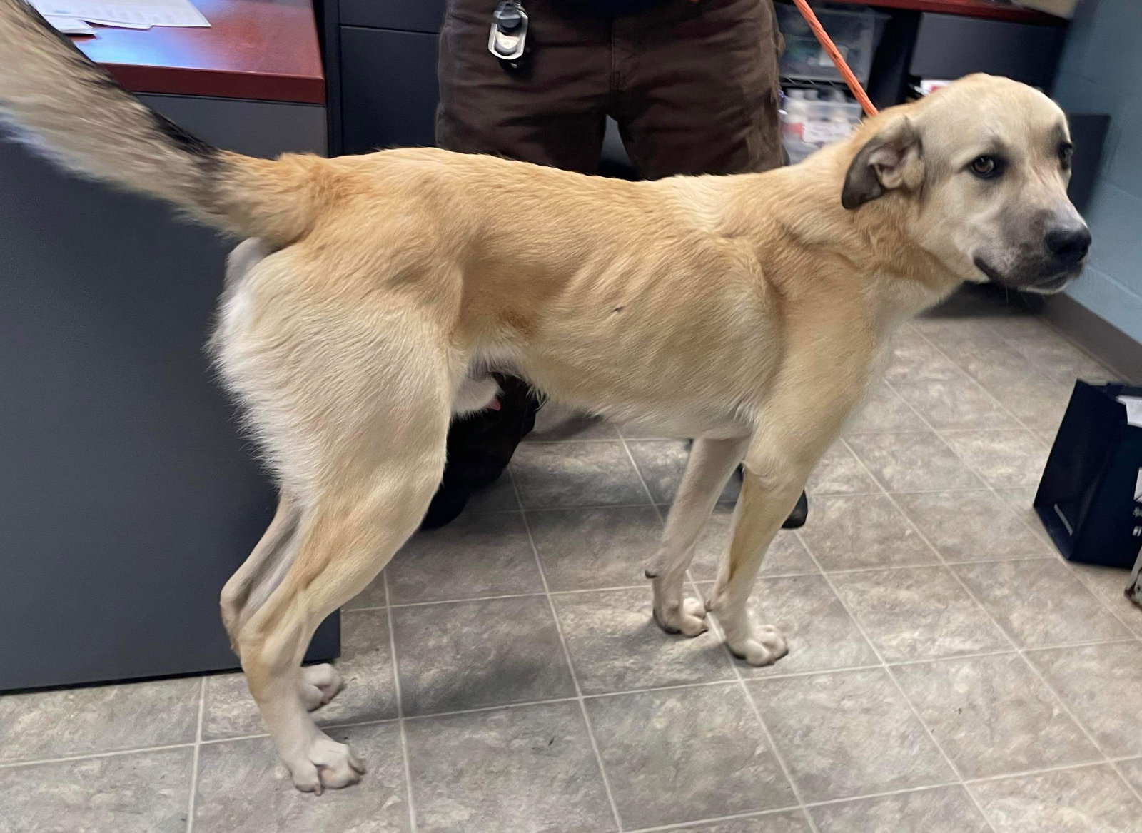 Dog for Adoption - Joseph: At the shelter, a Anatolian Shepherd in ...