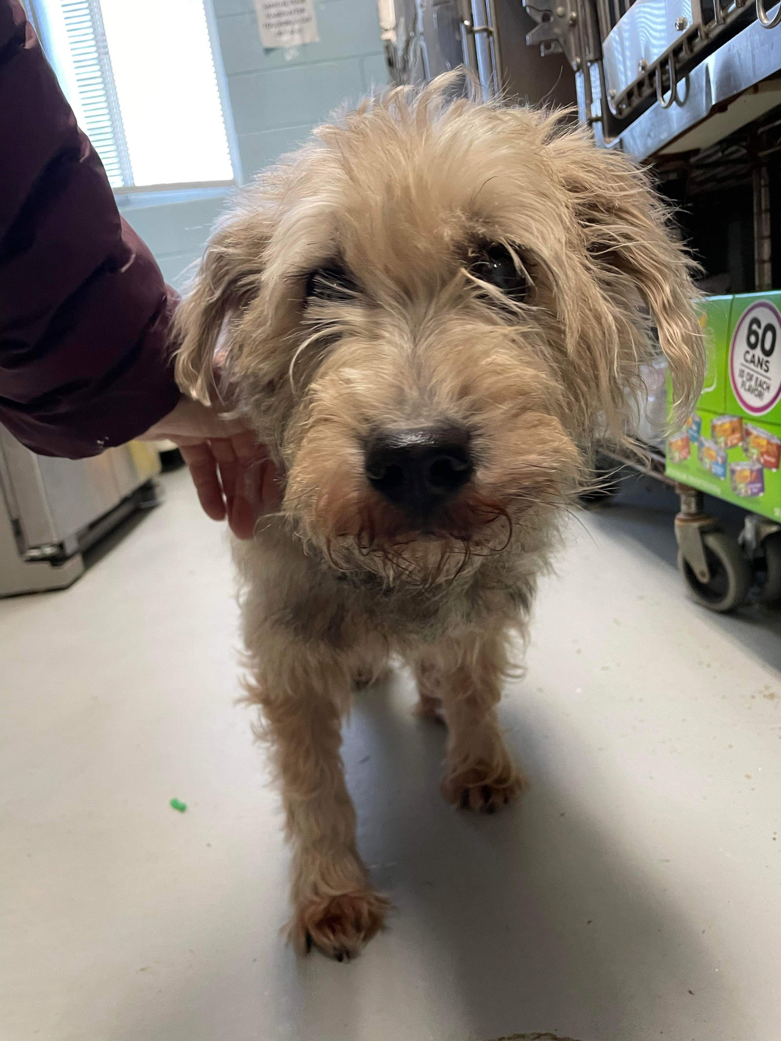 Dog for Adoption - Benjie. At shelter, available 1/20, a Schnauzer in ...