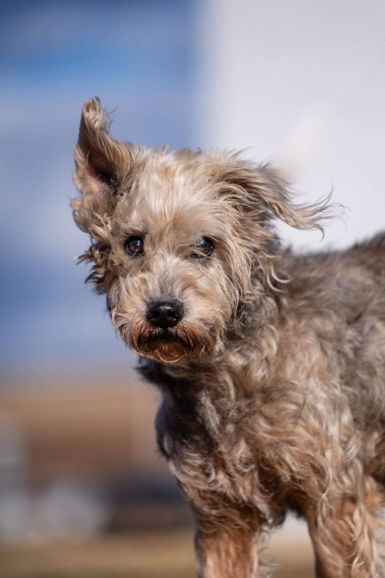 Dog for Adoption - Benjie. At shelter, available 1/20, a Schnauzer in ...