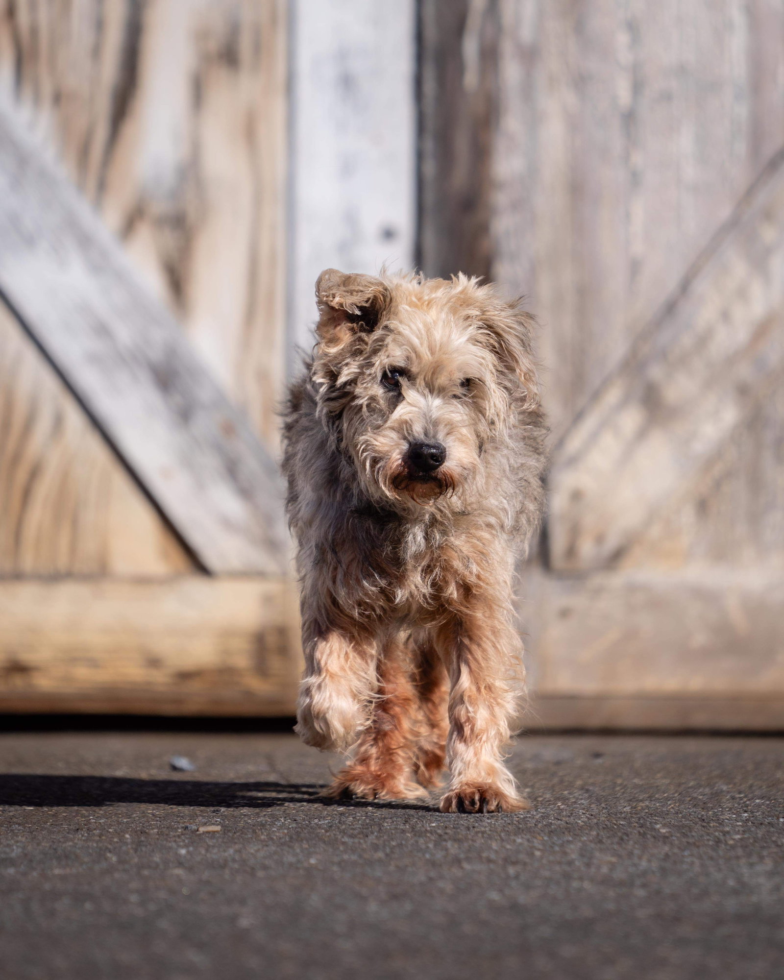Dog for Adoption - Benjie. At shelter, a Schnauzer in Charlotte County ...