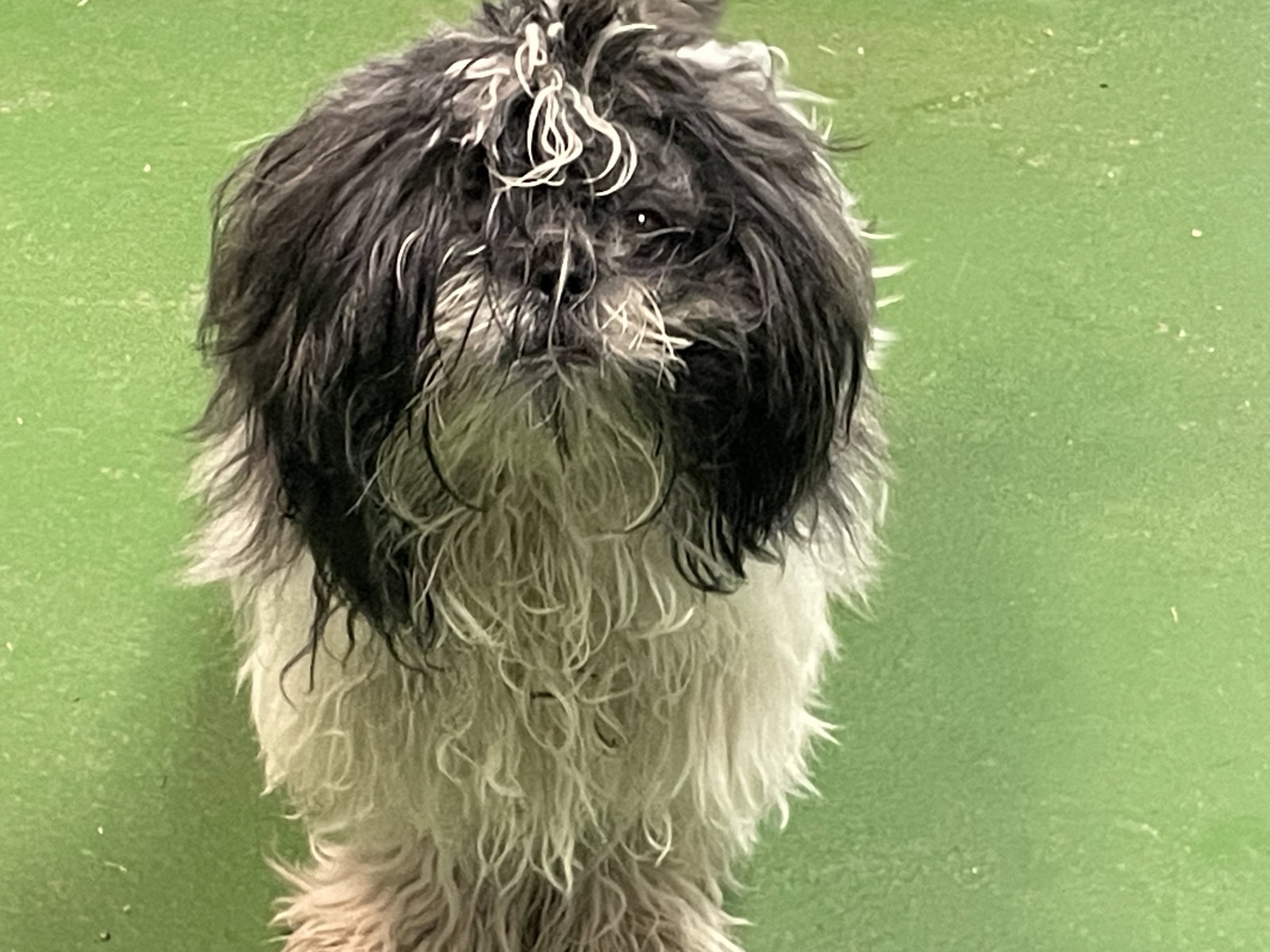 Dog for Adoption - Moppet: available 1/31, a Shih Tzu in Botetourt ...