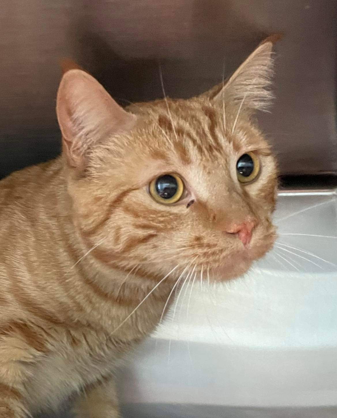 Cats for Adoption in City Of Buena Vista, Virginia | Alpha Paw