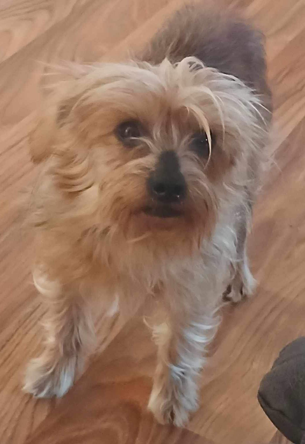 Dog for Adoption - Jack: Not at the shelter, a Yorkshire Terrier Yorkie ...