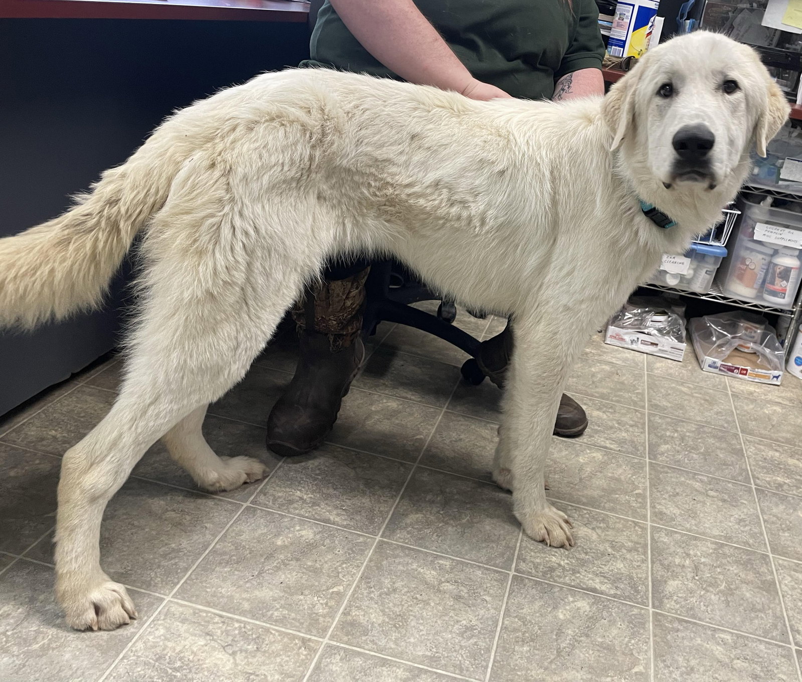 Dog for Adoption - Alpine Geist - At shelter available 2/14, a Great ...