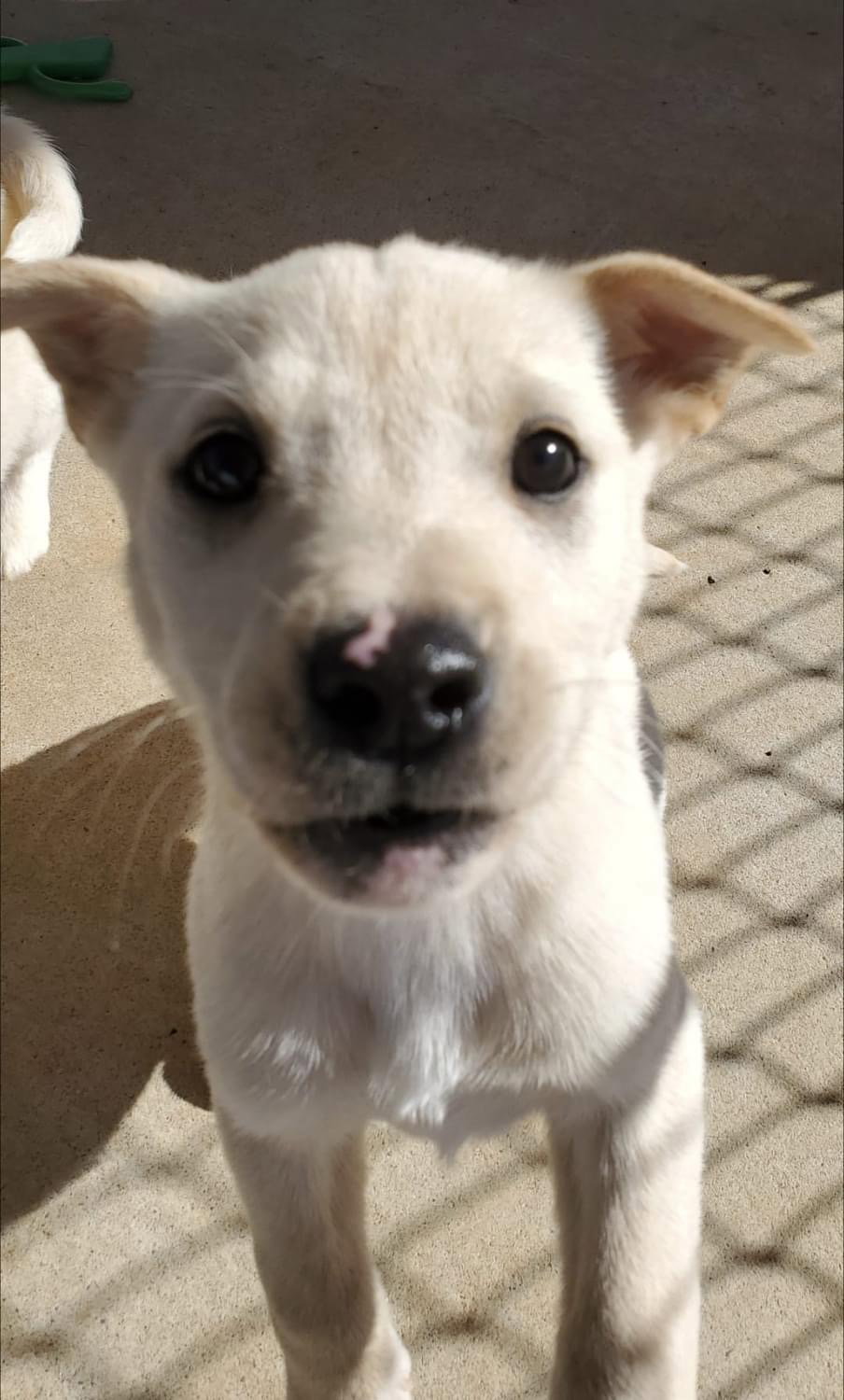 Dog for Adoption - Ruby: At the shelter, a Labrador Retriever in ...
