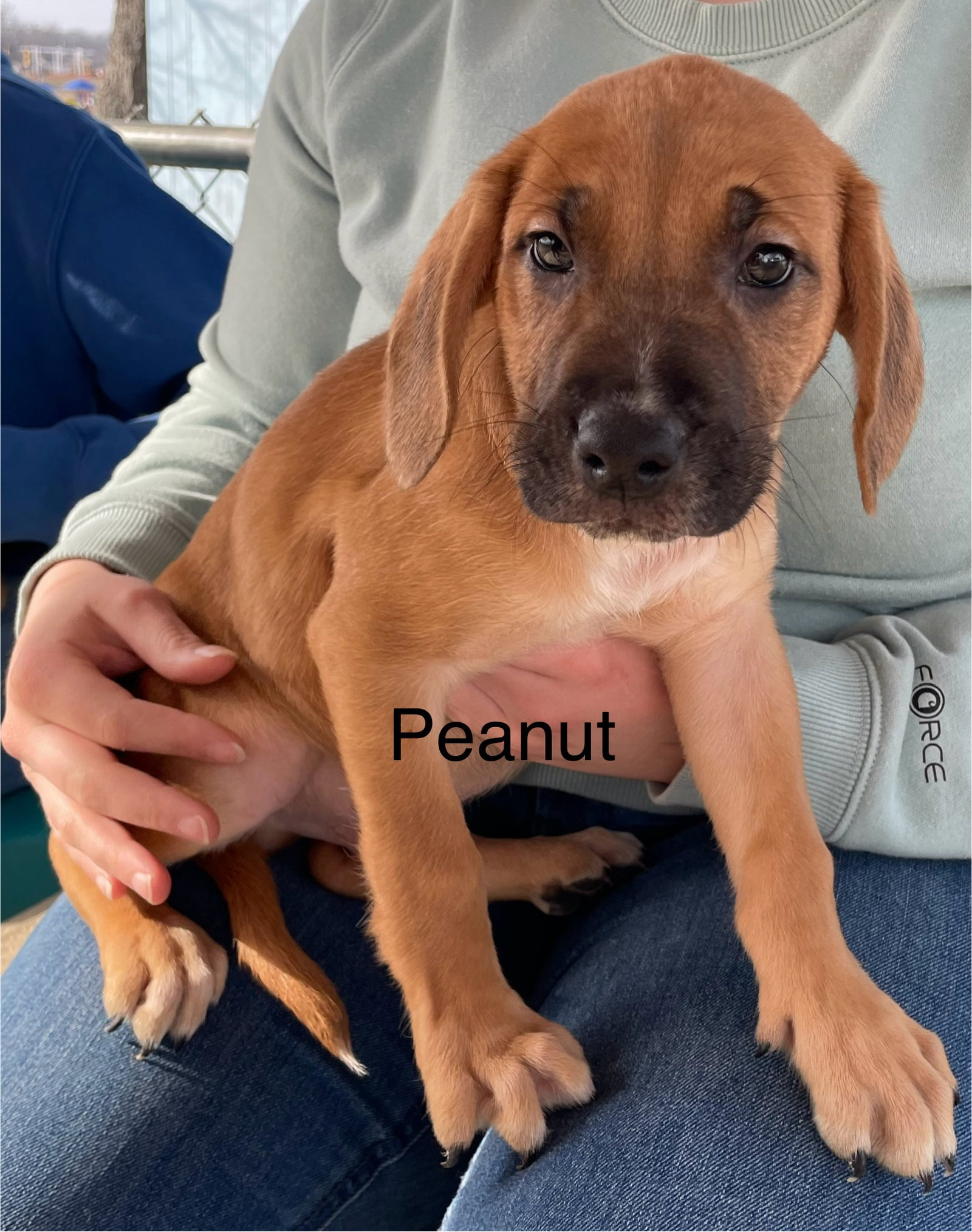 Dog for Adoption - Peanut: Not at the shelter, a Hound in Franklin ...