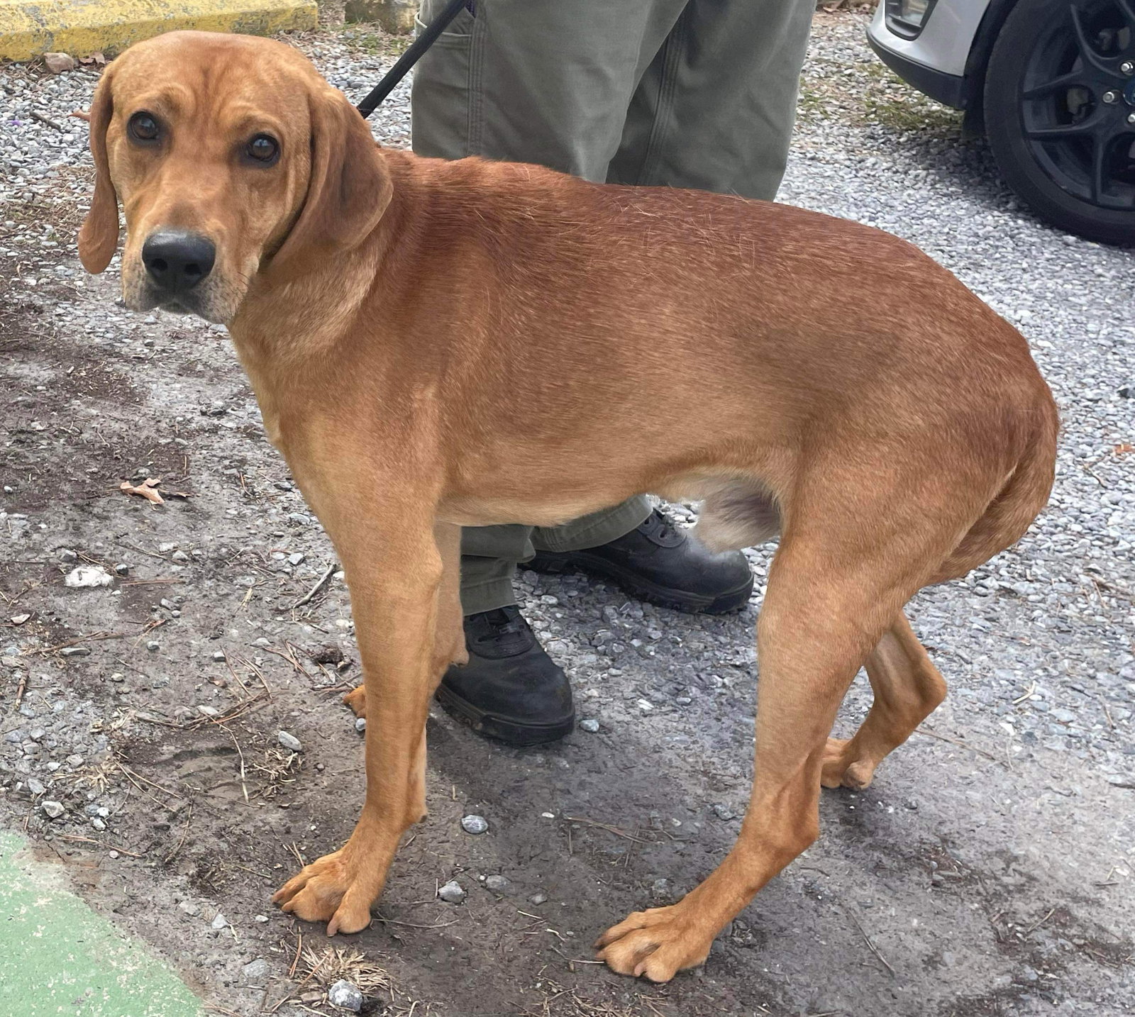 Dog for Adoption - Poco - At shelter available 3/10, a Golden Retriever ...