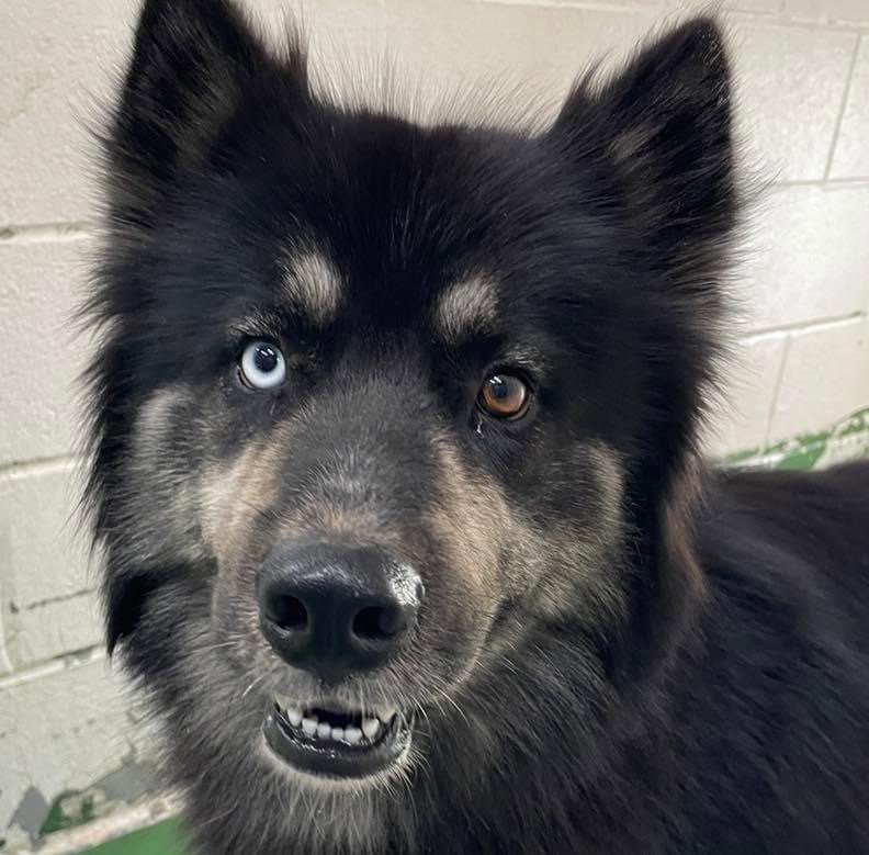 Dog for Adoption - Max - At shelter, a Husky in Fincastle, VA | Alpha Paw