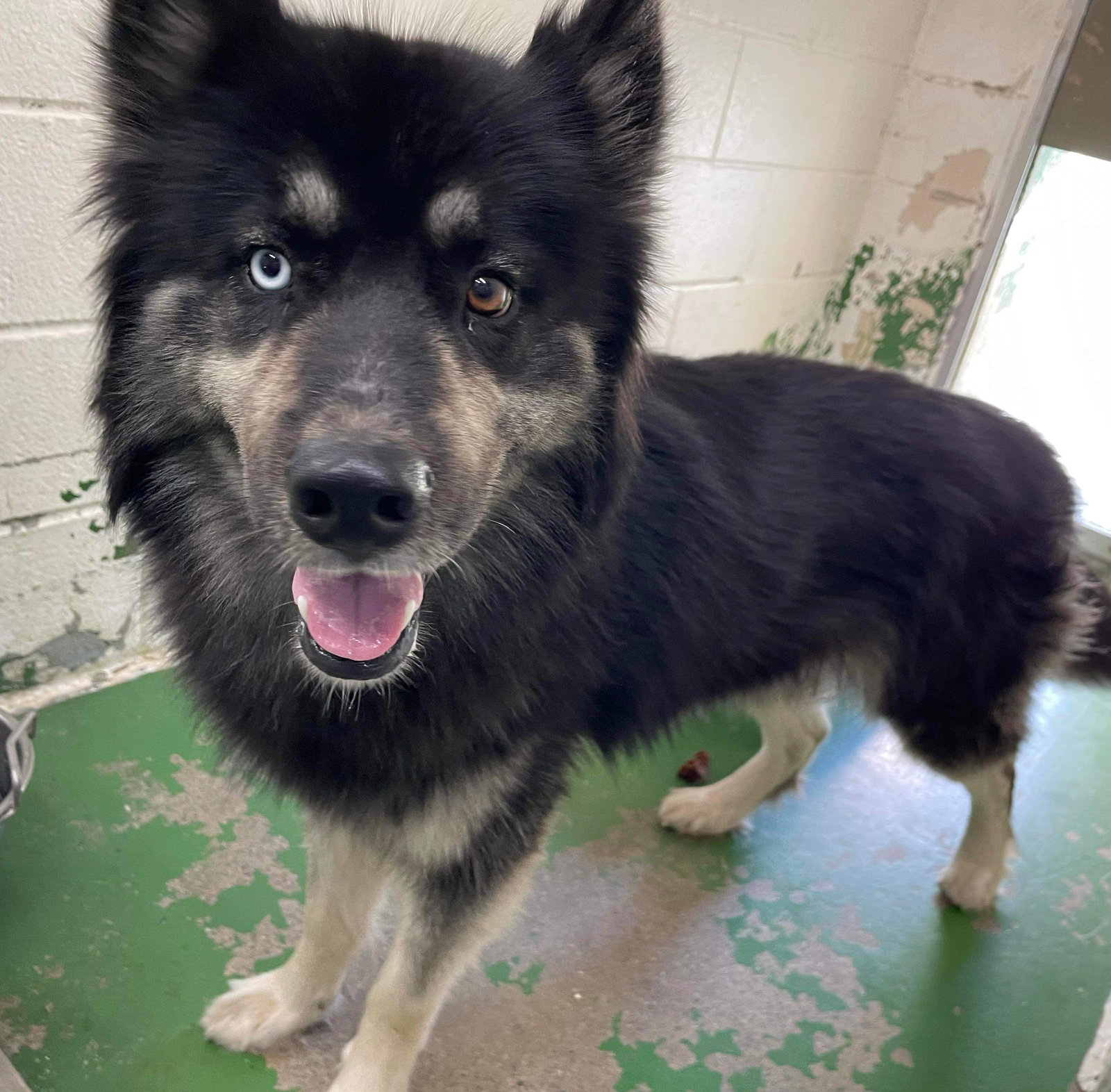 Dog for Adoption - Max - At shelter, a Husky in Fincastle, VA | Alpha Paw