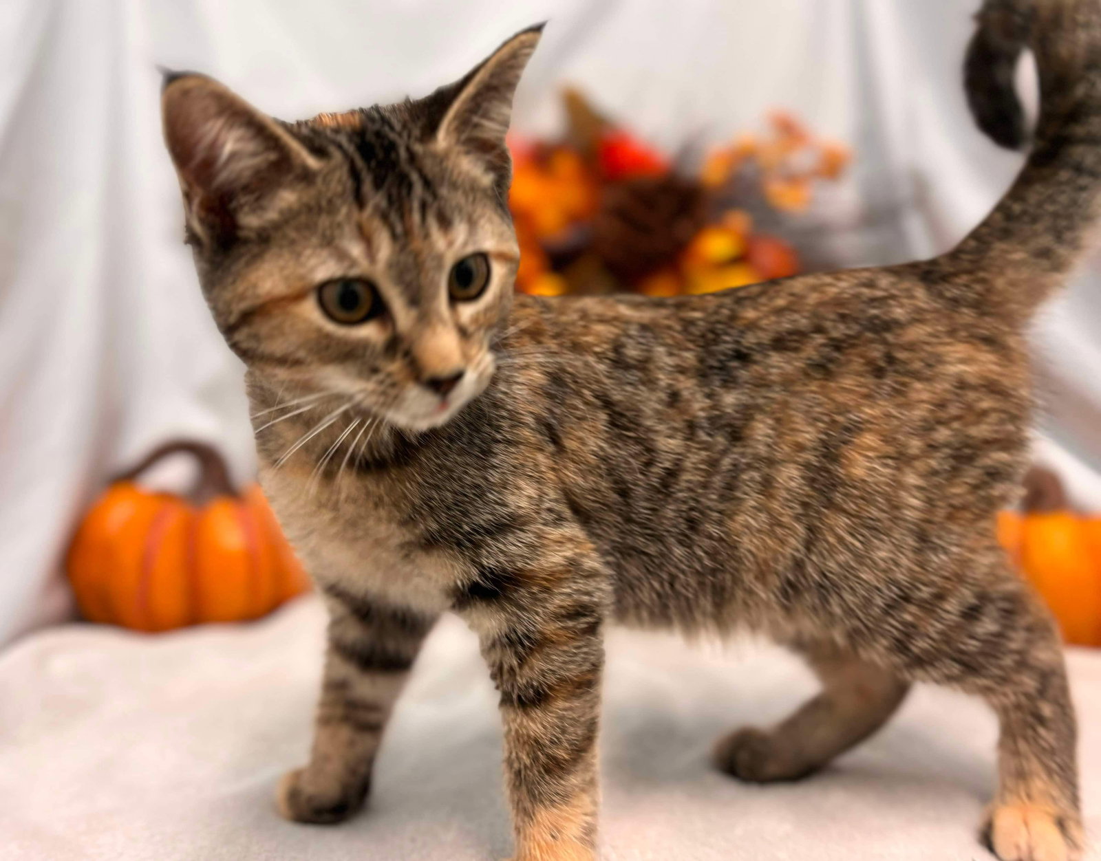 Hope: Visit At Petsmart Lynchburg's Web Page