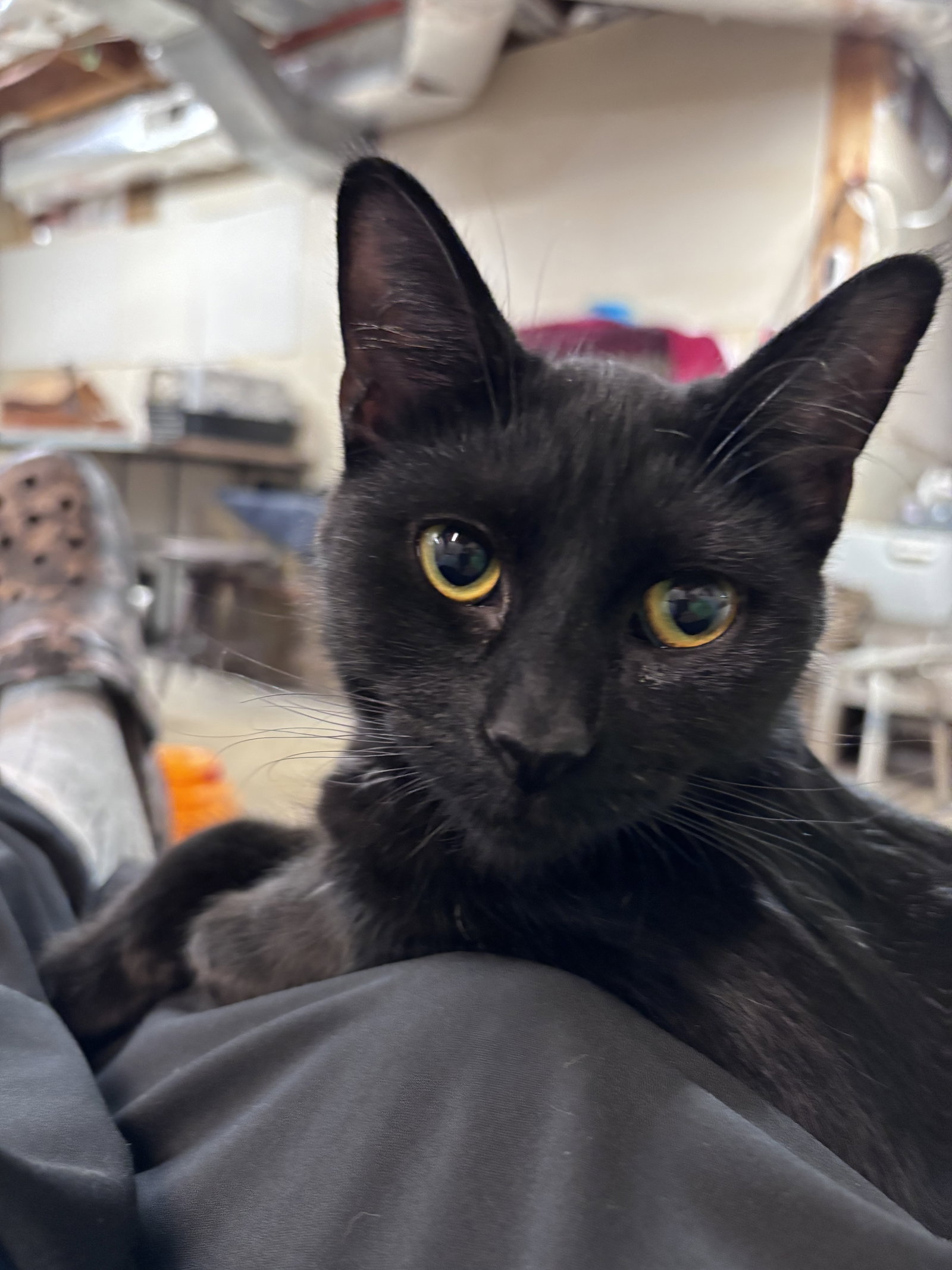 Abby, “Abracadabra:” Not at the shelter's Web Page