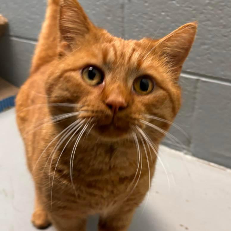 Gordon: At shelter's Web Page