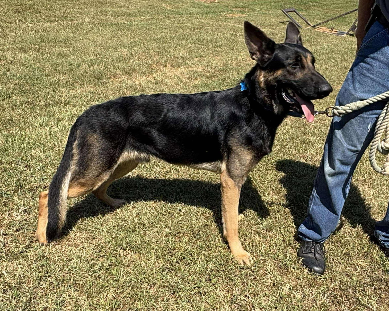 Dog for Adoption - Bear - At shelter, a German Shepherd Dog in ...