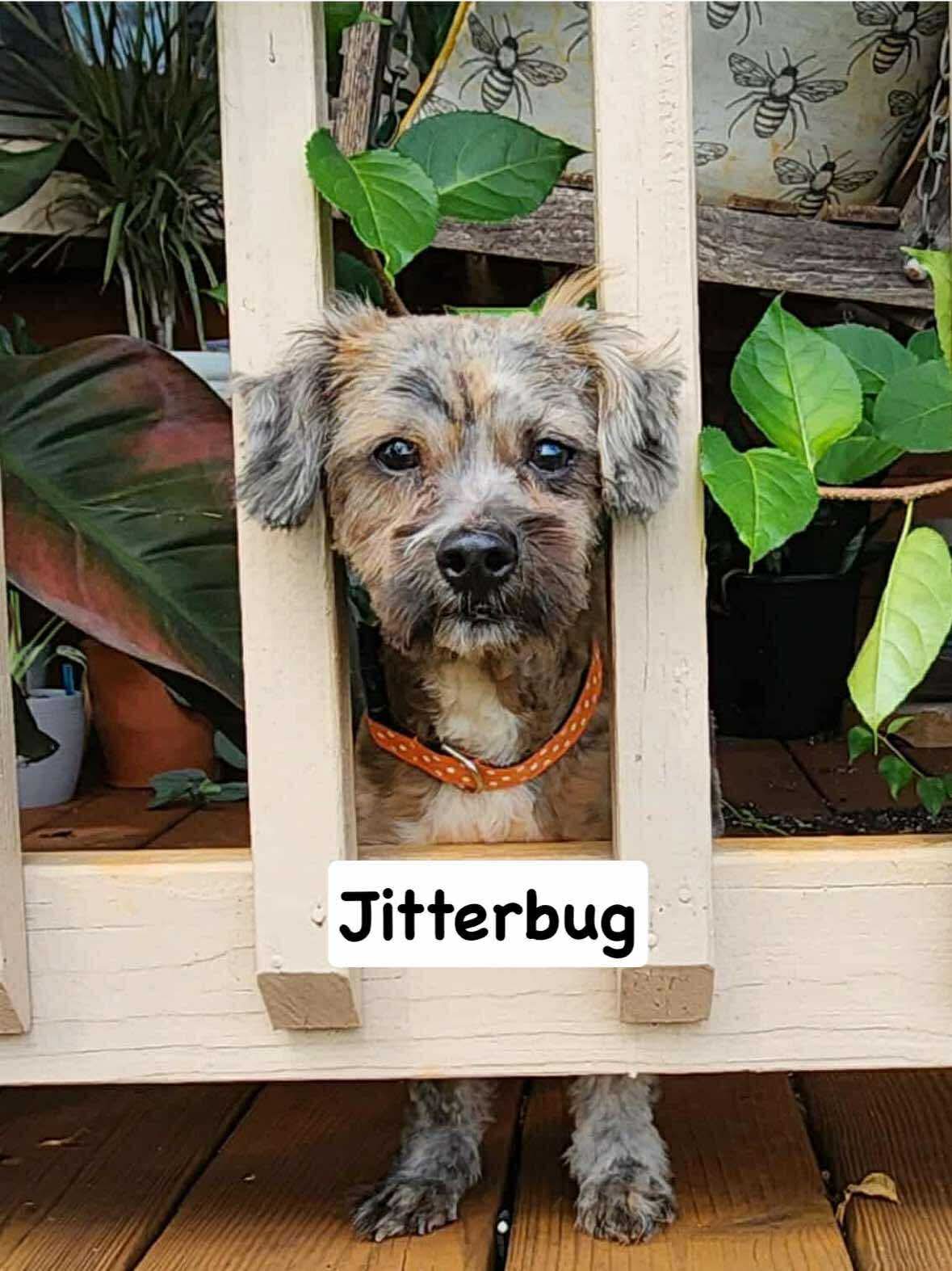 Jitterbug: Not at shelter (Michelle)'s Web Page
