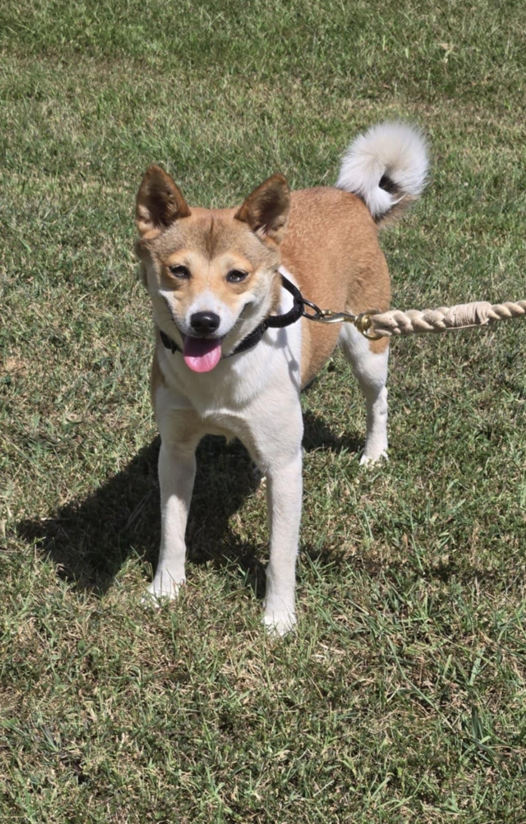 Hana: not at the shelter (Janet)'s Web Page