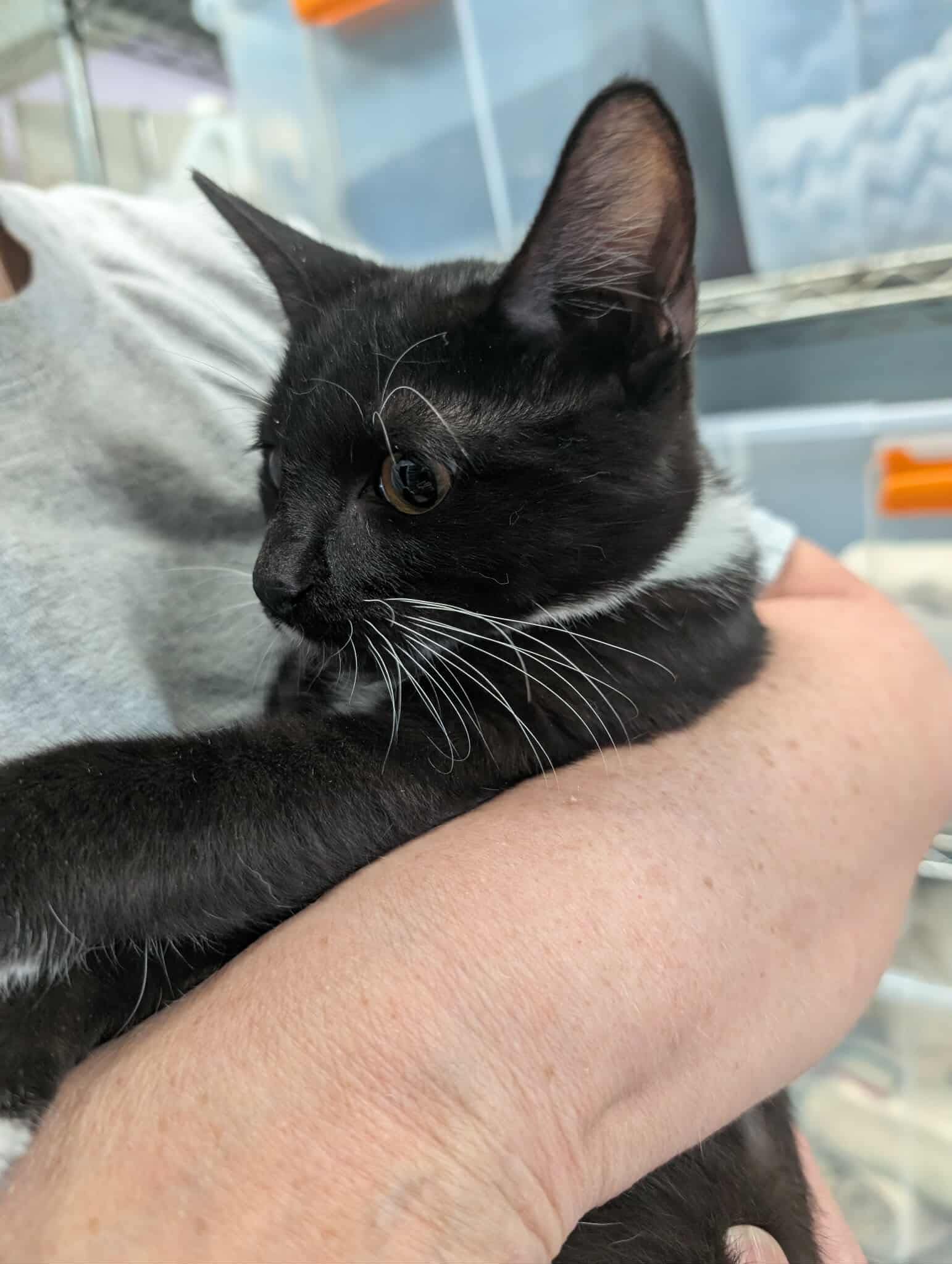 Russell: Visit At Petsmart Lynchburg's Web Page