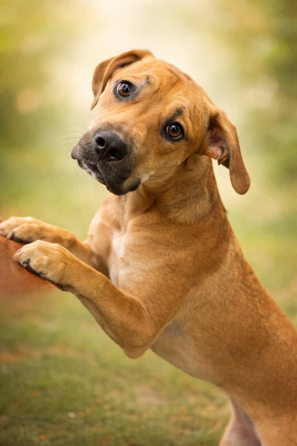 Foxy: at the shelter, available 1/18's Web Page