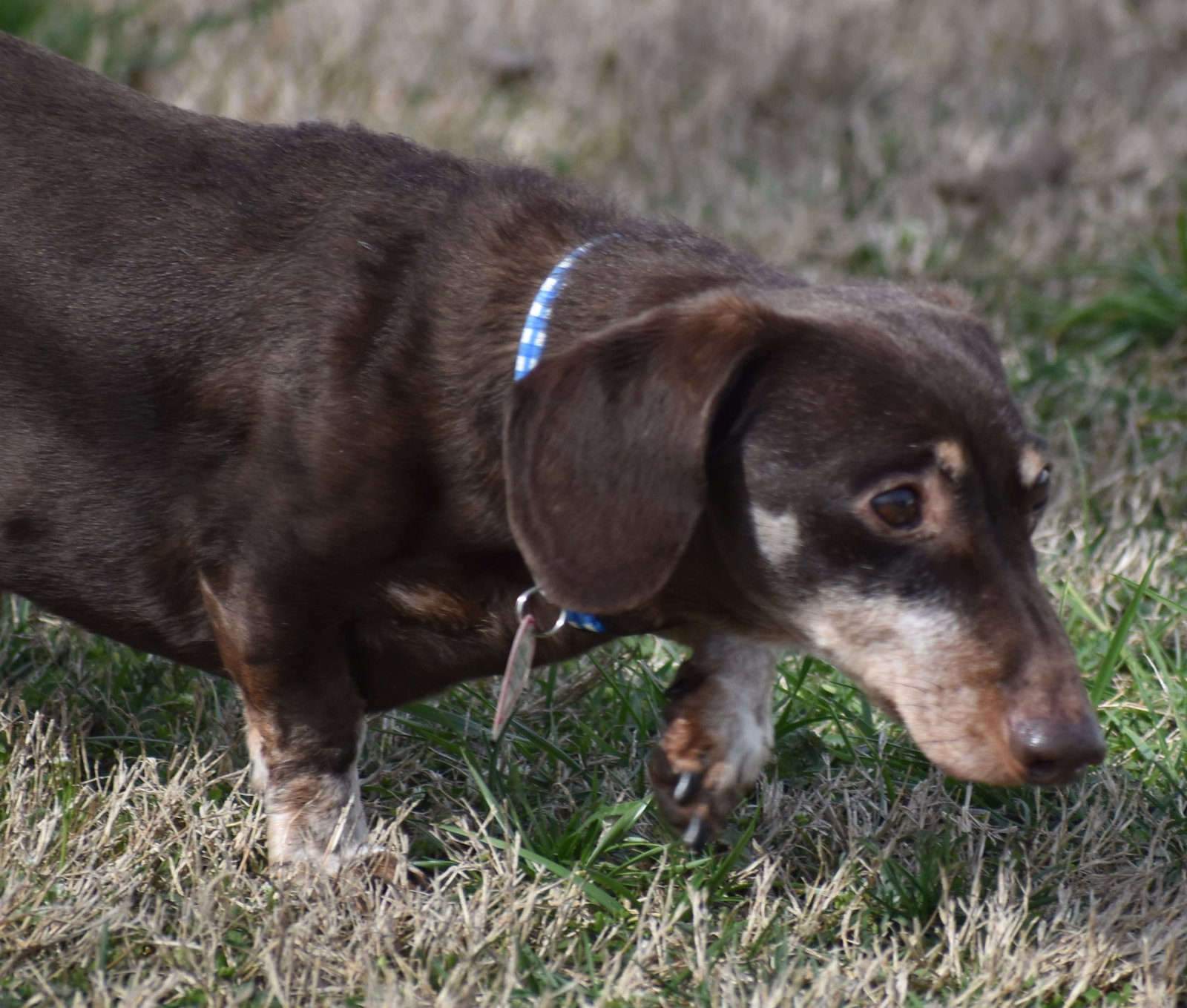 Dog for Adoption - Coco in TN, a Dachshund in Warren County, TN | Alpha Paw