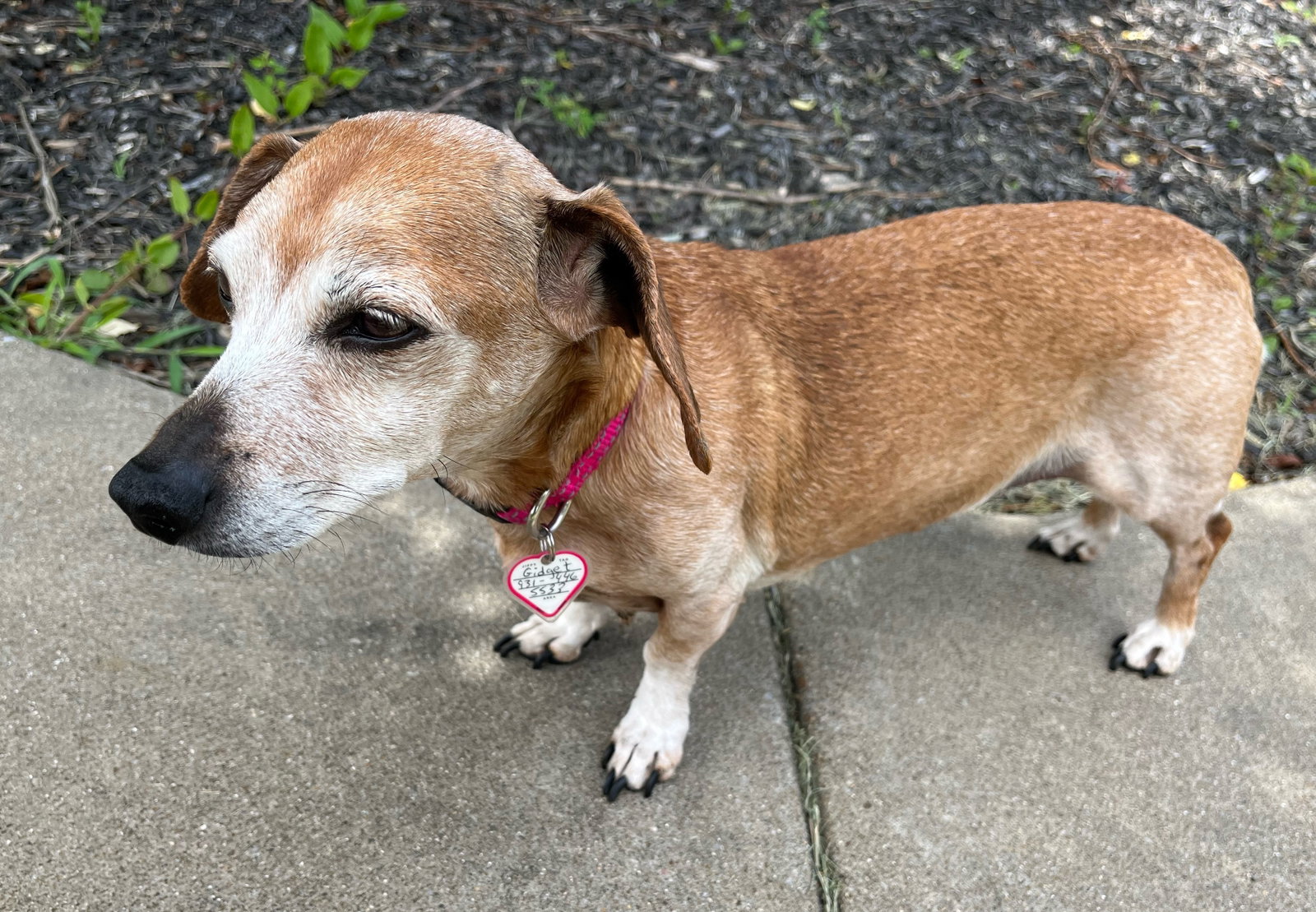 Gidget in KY's Web Page