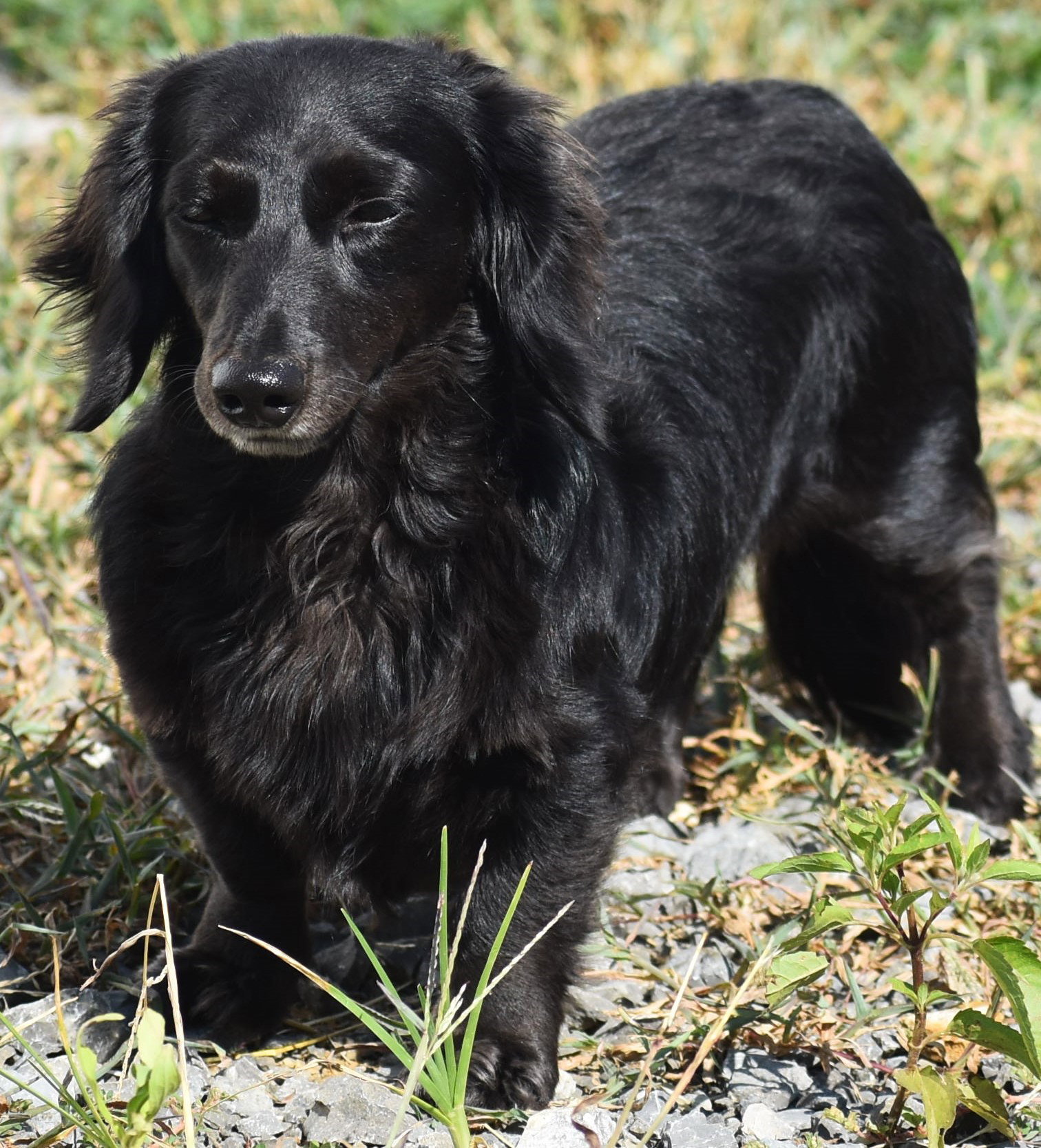 Dog for Adoption - Raven in FL (woman only home), a Dachshund in Warren ...