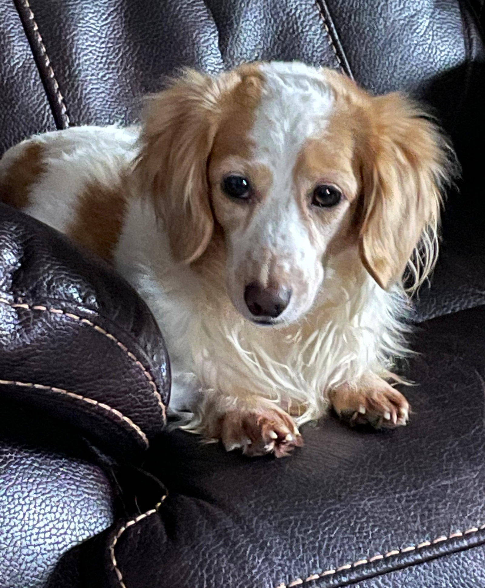 Dog for Adoption - Dawson in KY, a Dachshund in Moores Mill, AL | Alpha Paw