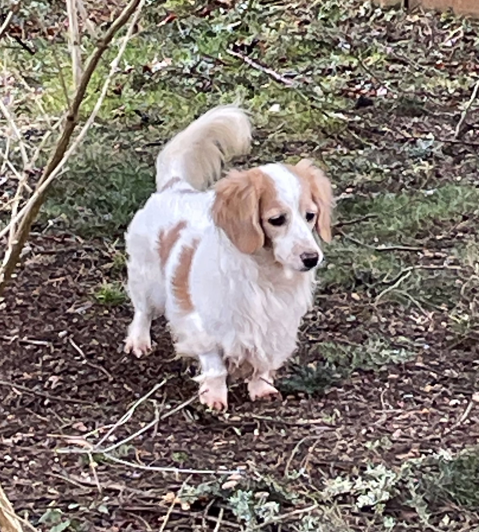 Dog for Adoption - Dawson in NY, a Dachshund in Cannon County, TN ...