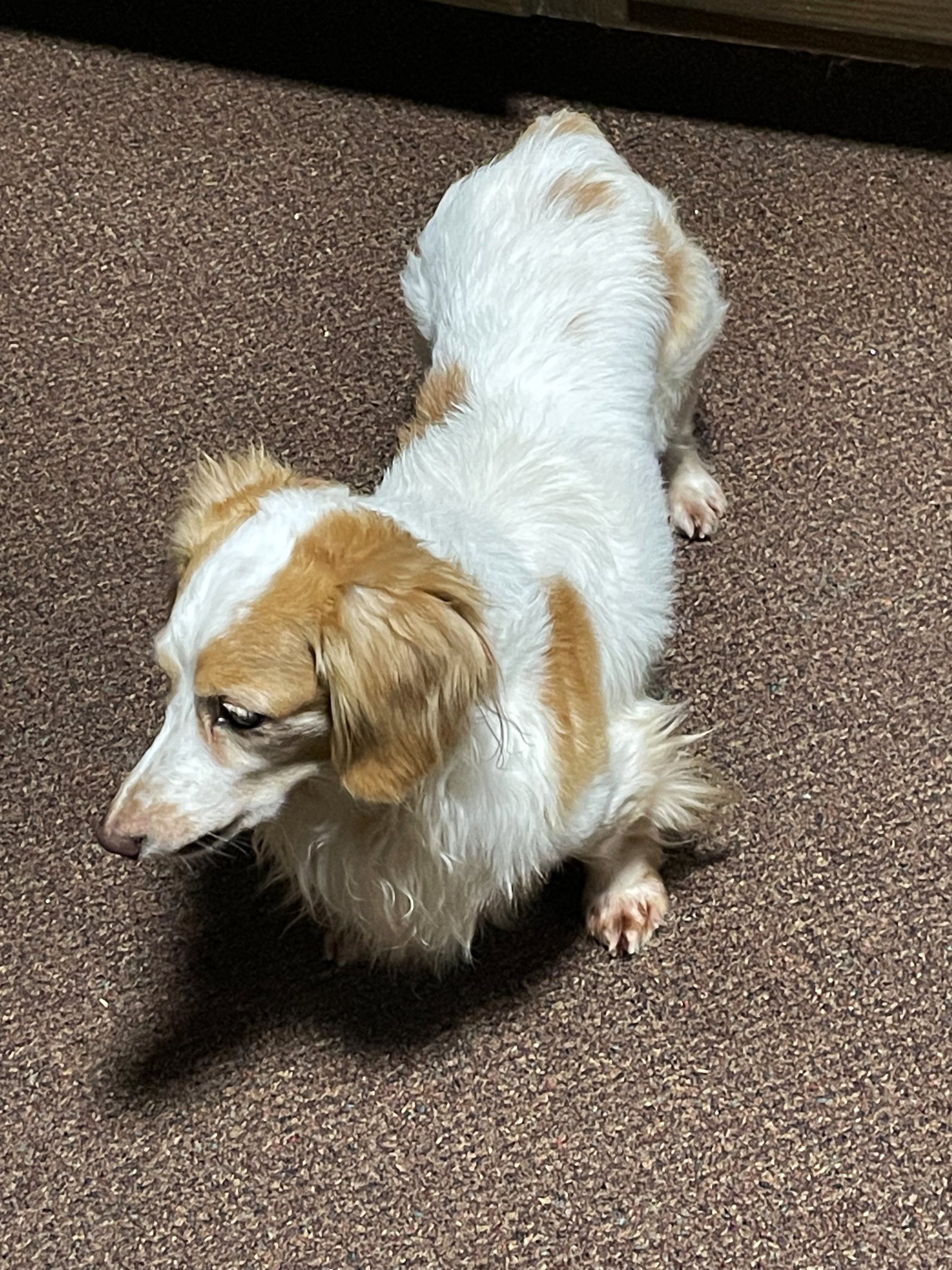 Dog for Adoption - Dawson in NY, a Dachshund in Cannon County, TN ...