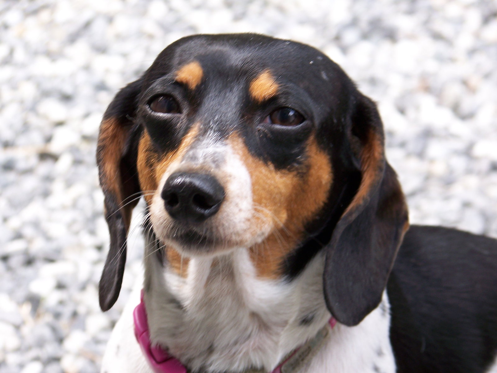 Dottie number 4.....NJ's Web Page