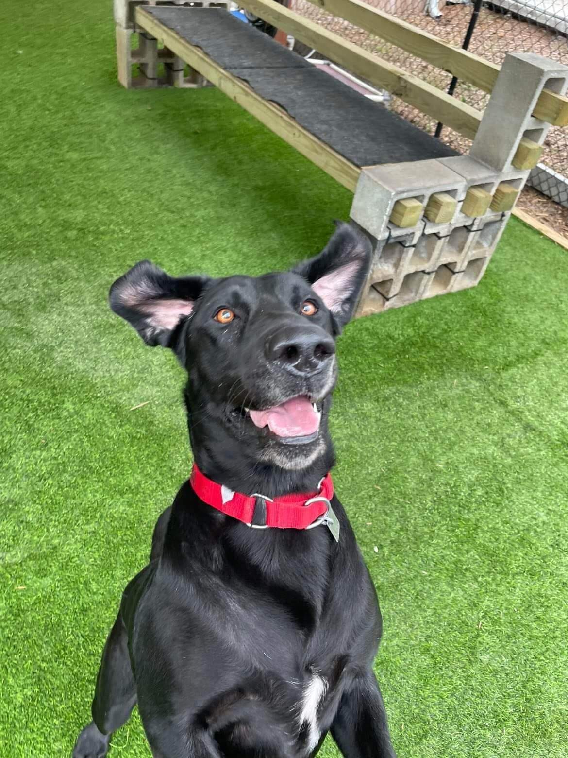 Dog for Adoption - Denver, a Labrador Retriever in Hernando County, FL ...
