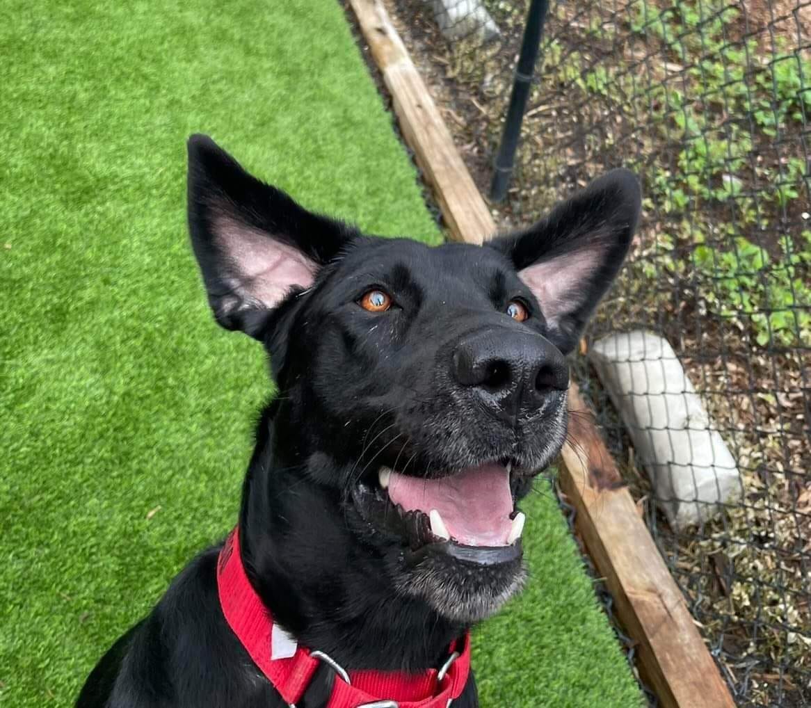 Dog for Adoption - Denver, a Labrador Retriever in Hernando County, FL ...