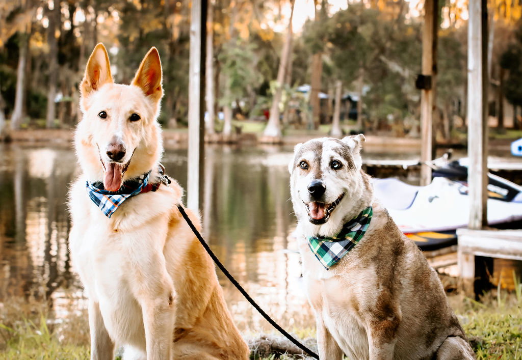Dog for Adoption - Rocco & Ruger, a German Shepherd Dog in West And ...