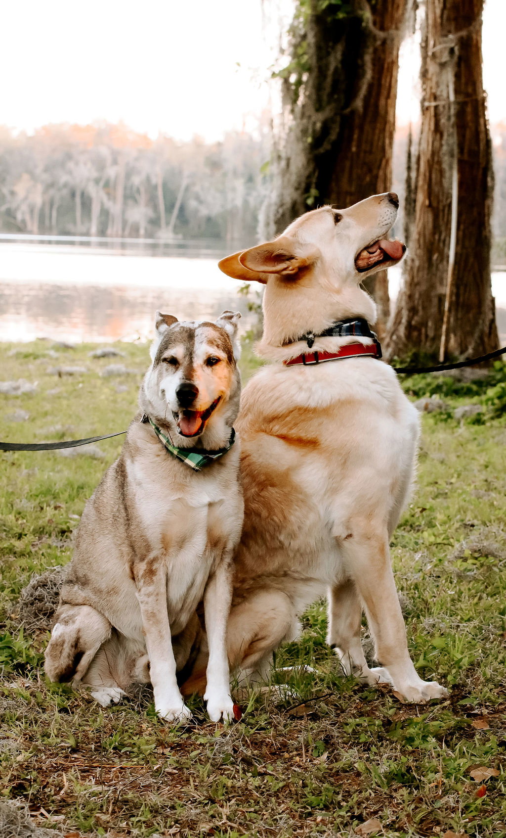 Dog for Adoption - Rocco & Ruger, a German Shepherd Dog in West And ...