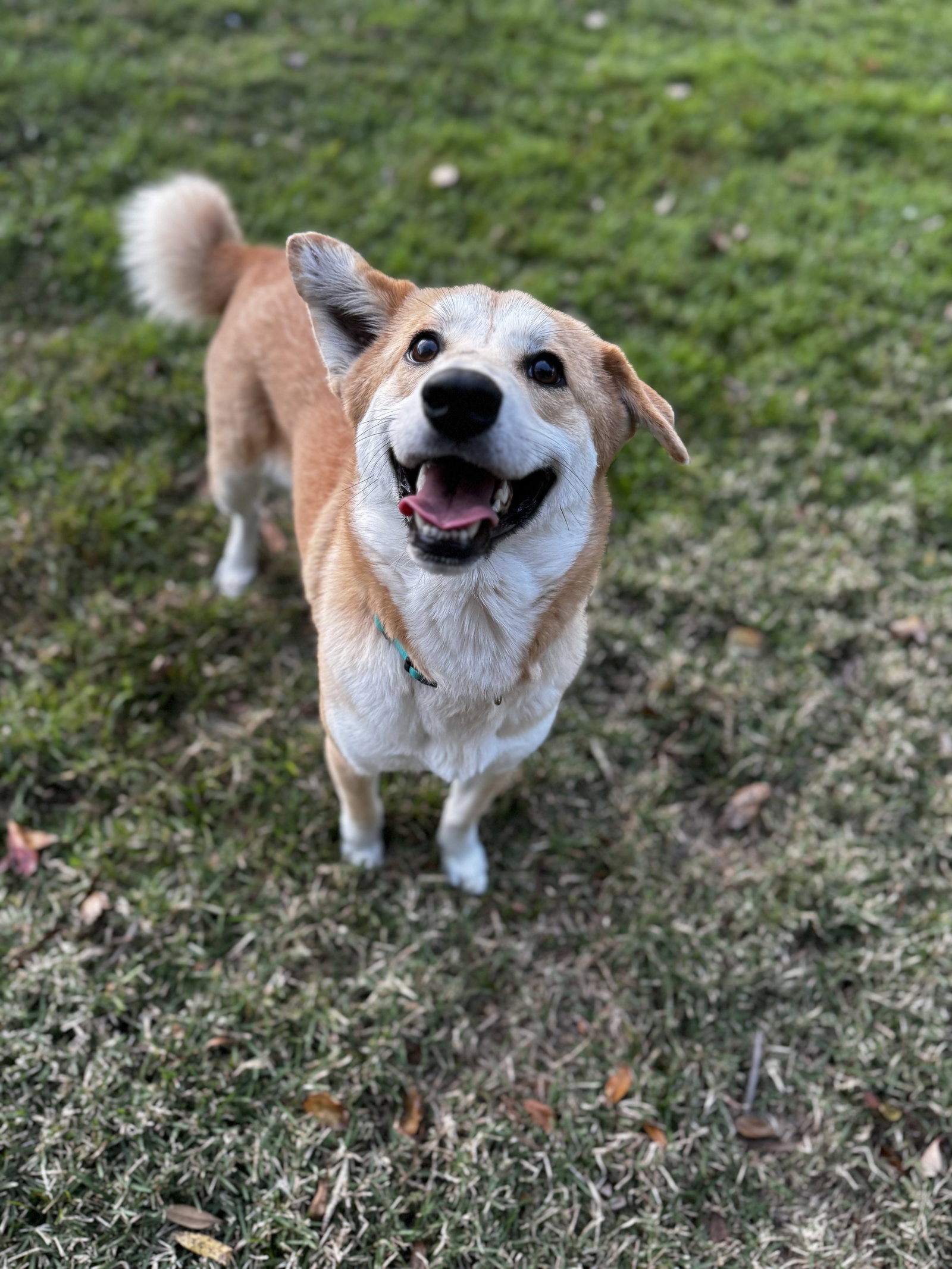 Dog for Adoption - Oakley - adoption pending, a Carolina Dog in ...