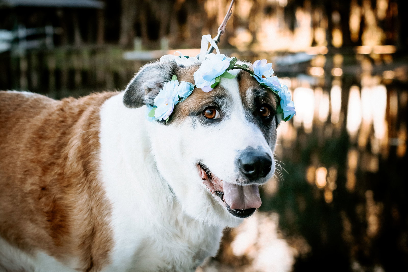 Dog for Adoption - Edamame, a Anatolian Shepherd in Manatee County, FL ...