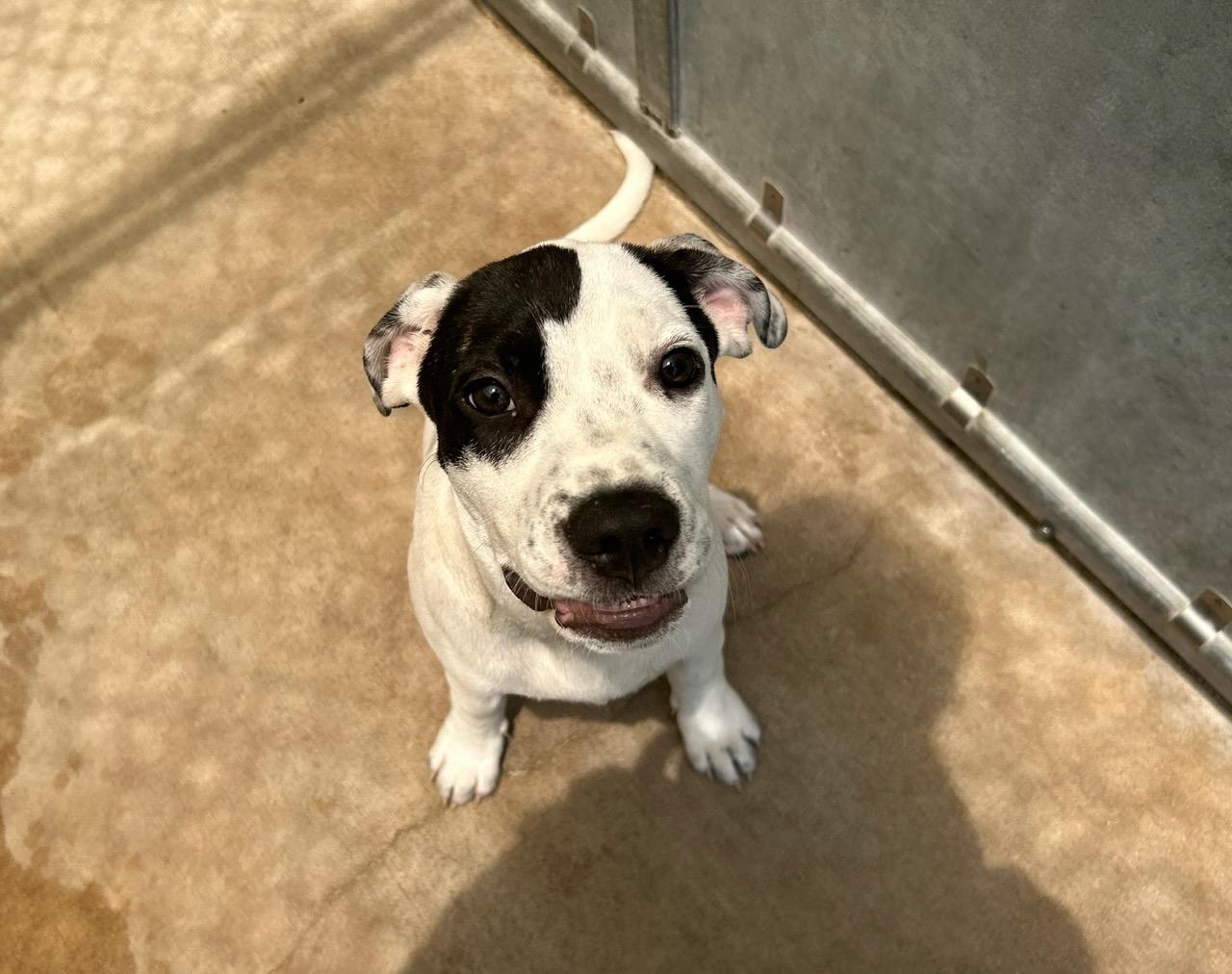 Dog for Adoption - Carl David Donuts {FOSTER NEEDED}, a Hound in Tampa ...