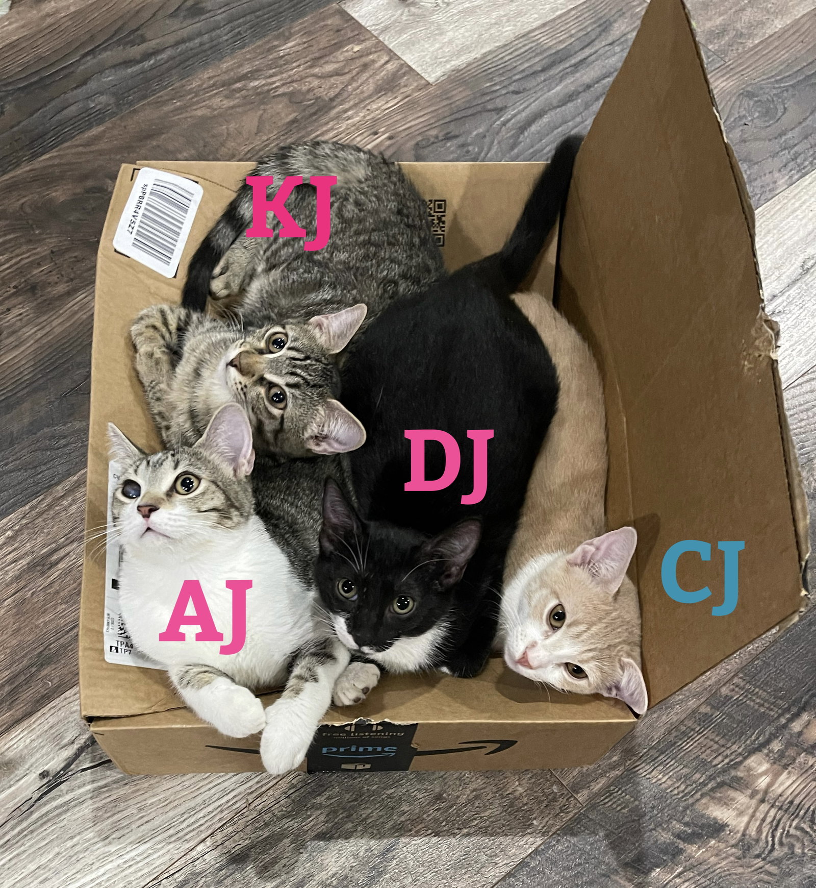 Cats for Adoption in Plant City, Florida | Alpha Paw