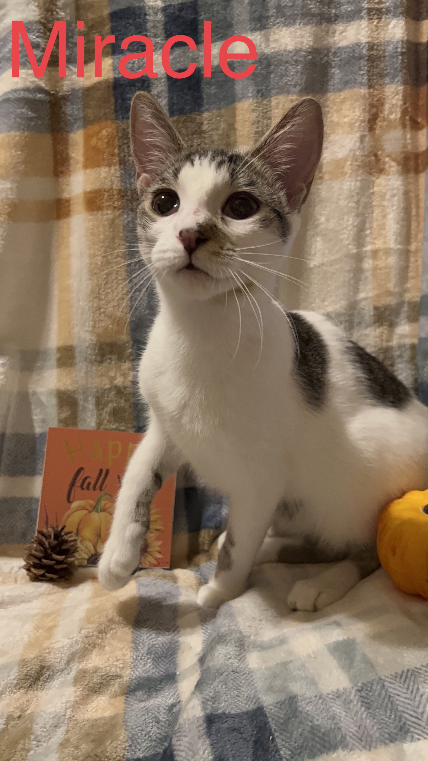 Cats for Adoption in Inverness Highlands South, Florida | Alpha Paw