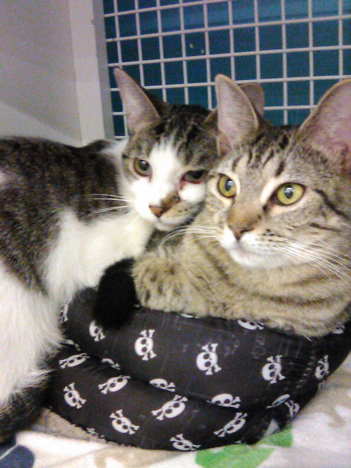 Cats for Adoption in Inverness Highlands South, Florida | Alpha Paw