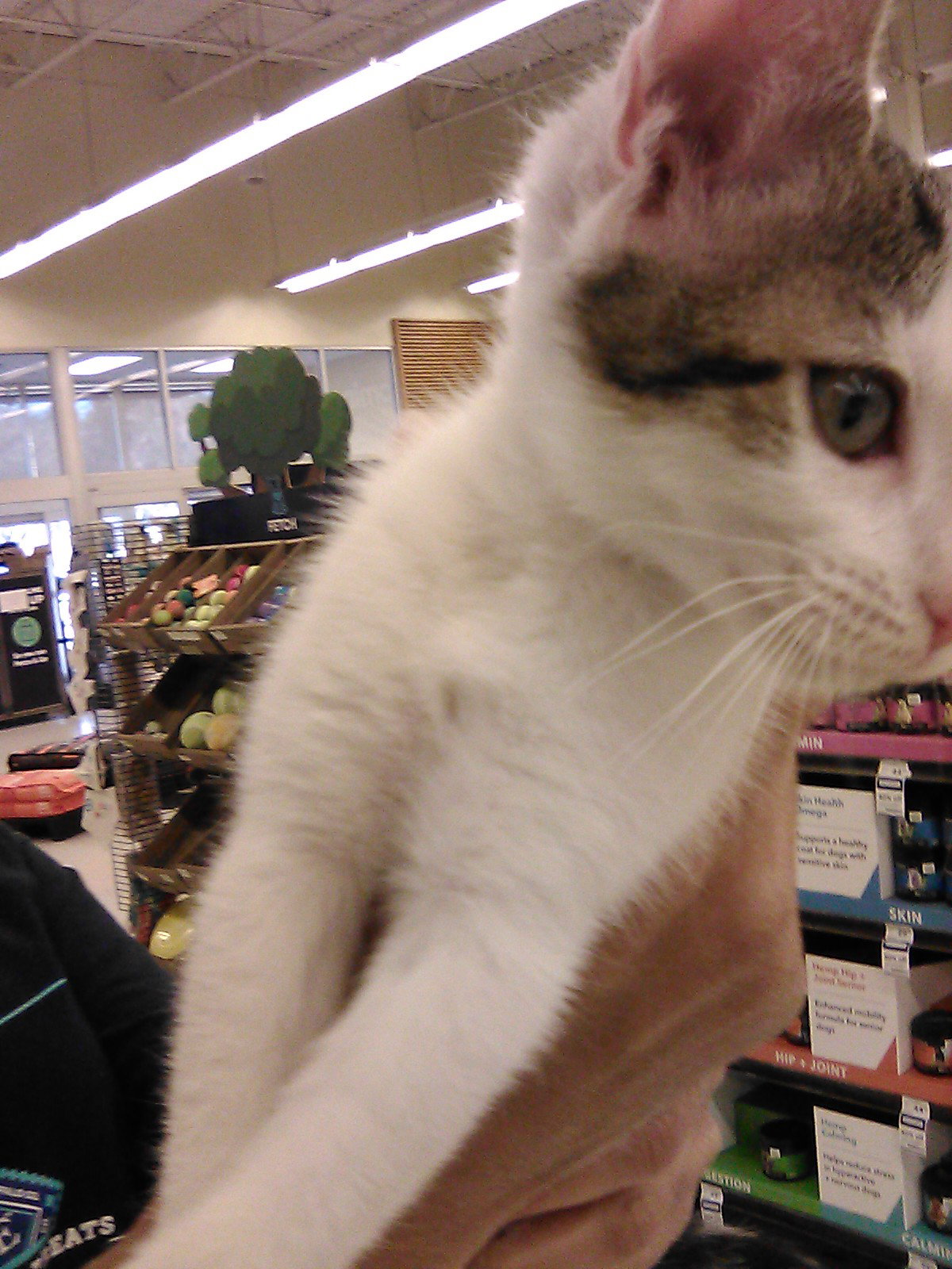 Cats for Adoption in Inverness Highlands South, Florida | Alpha Paw
