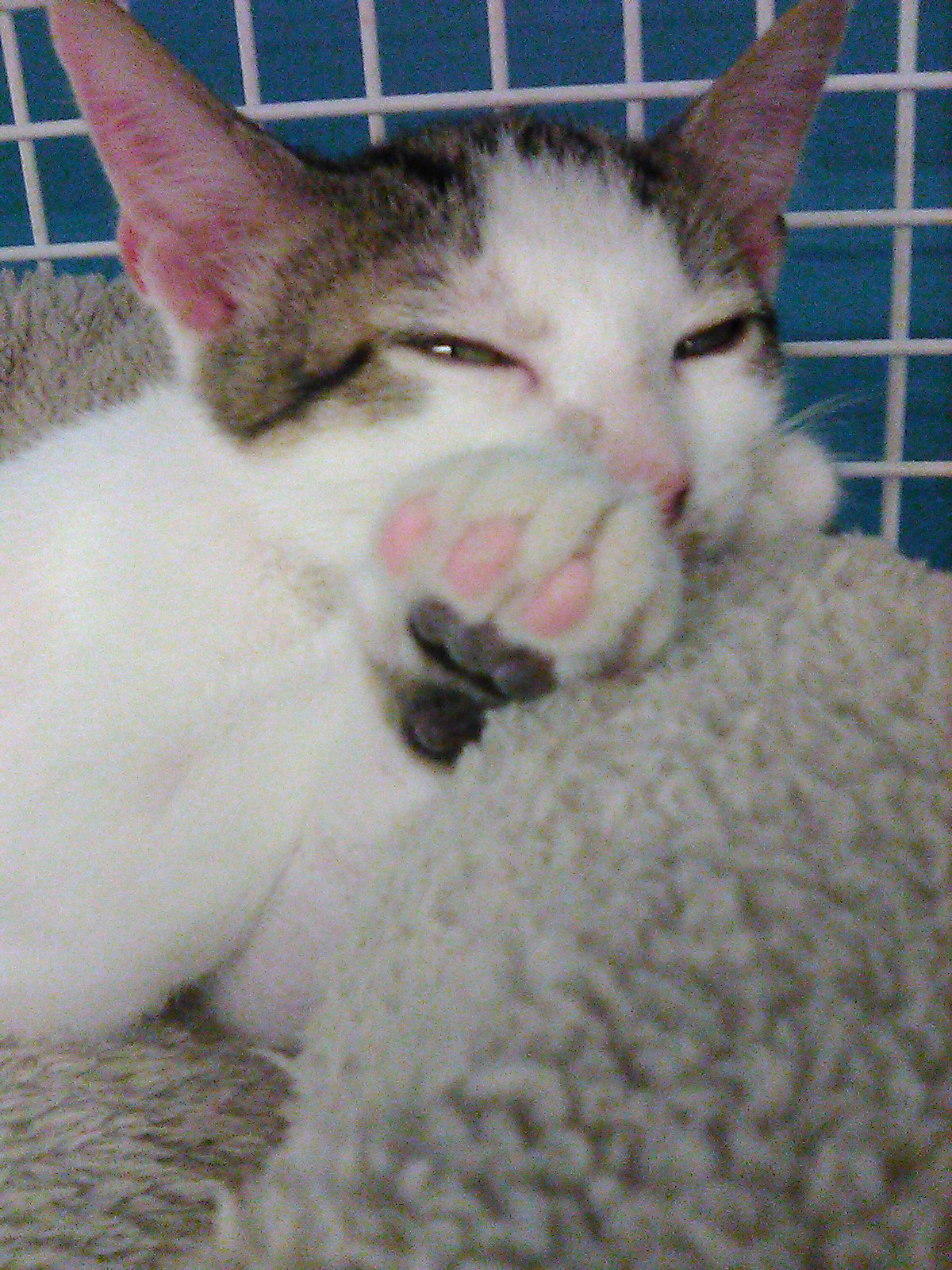 Cats for Adoption in Inverness Highlands South, Florida | Alpha Paw
