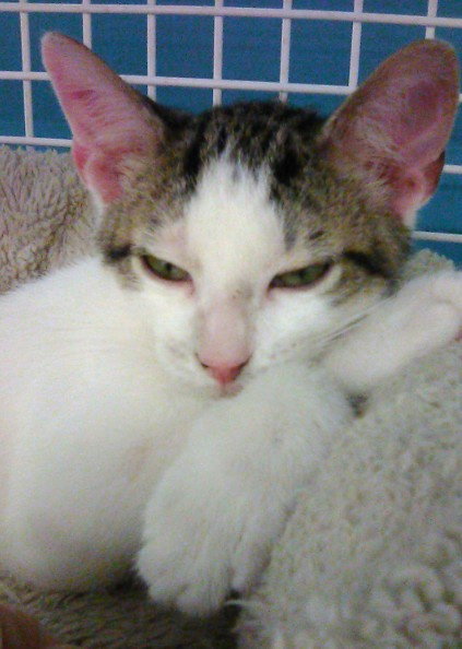 Cats for Adoption in Inverness Highlands South, Florida | Alpha Paw