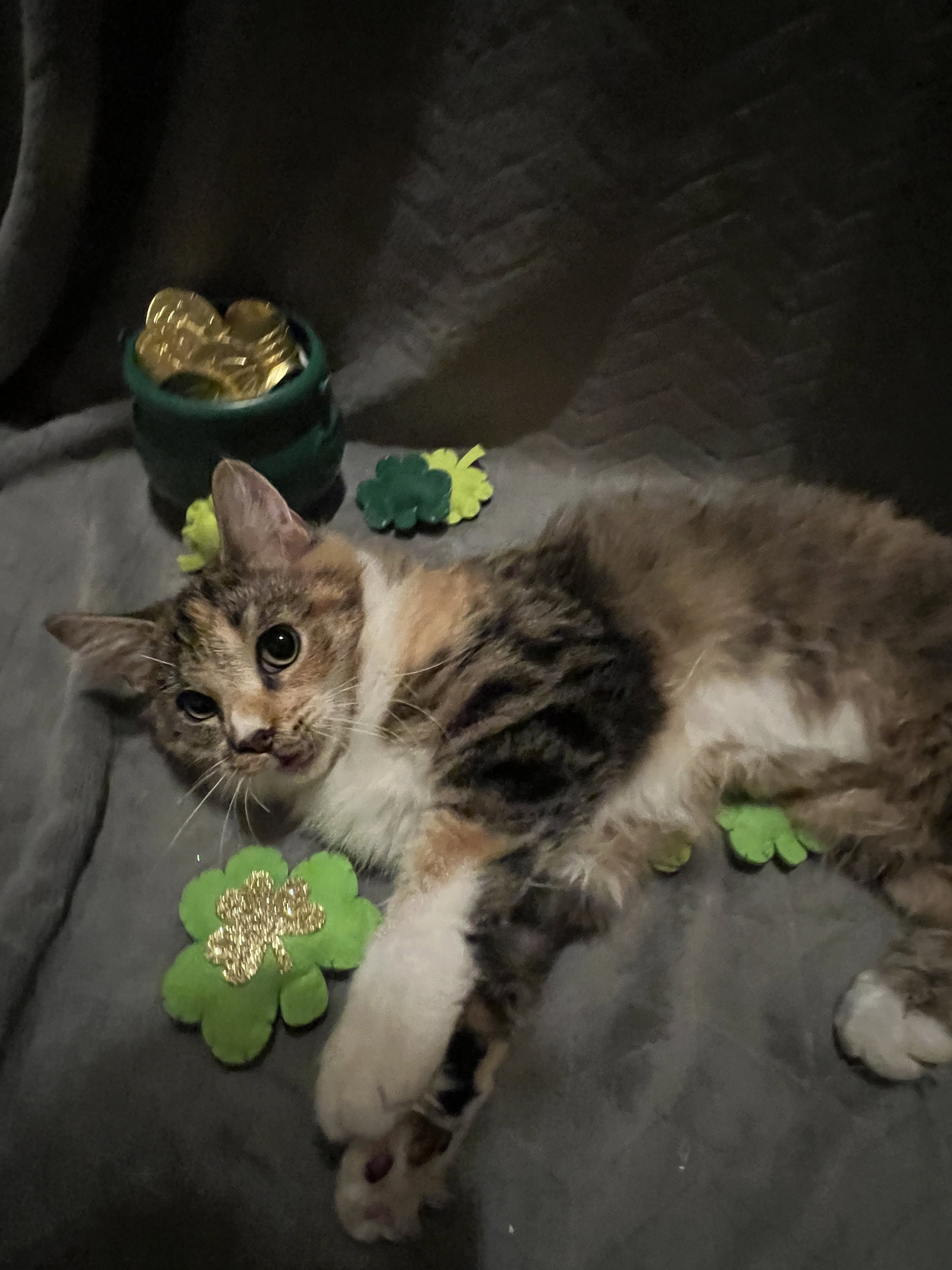 Cats for Adoption in Thonotosassa, Florida | Alpha Paw
