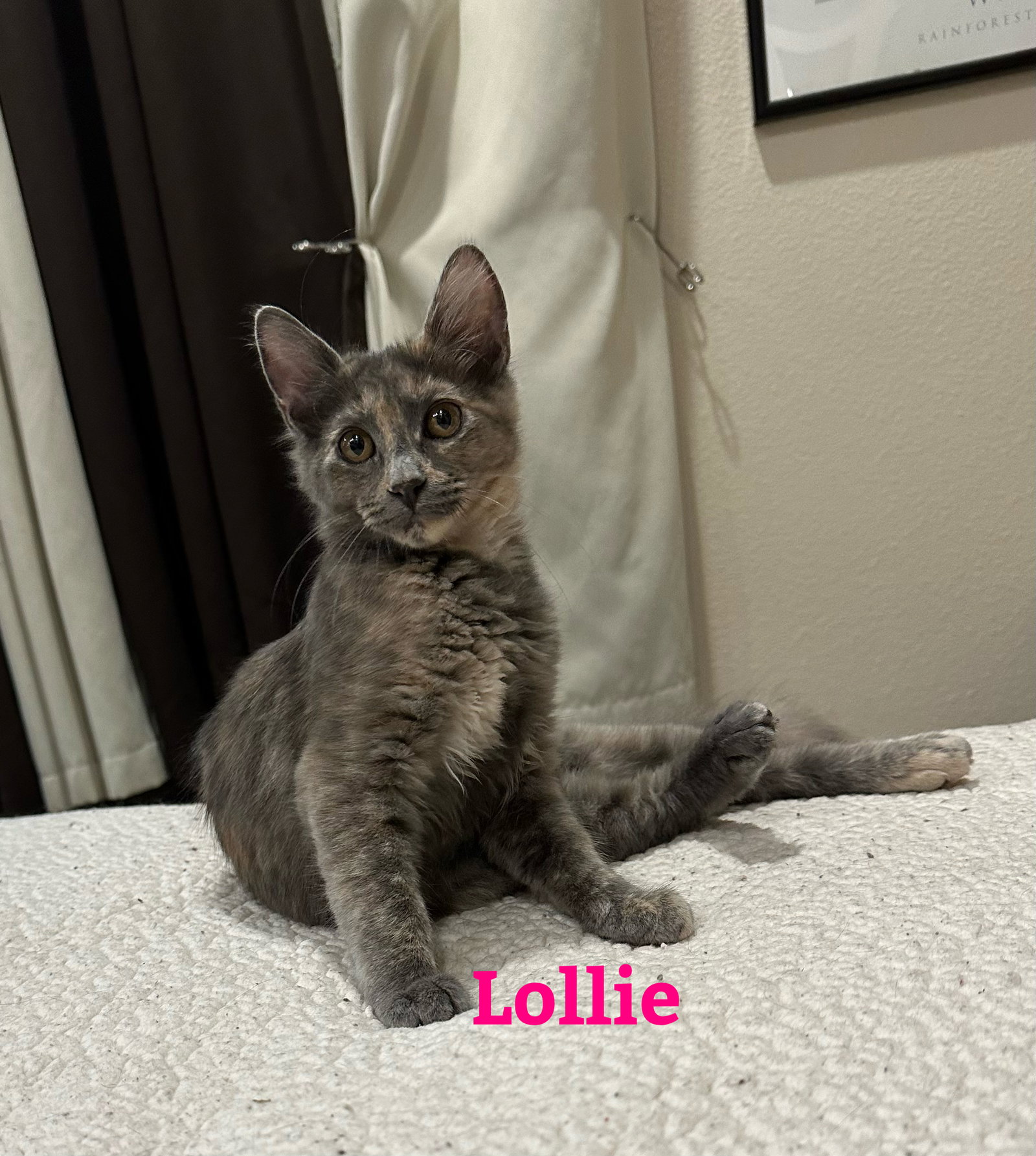 Cats for Adoption in Zephyrhills, Florida | Alpha Paw