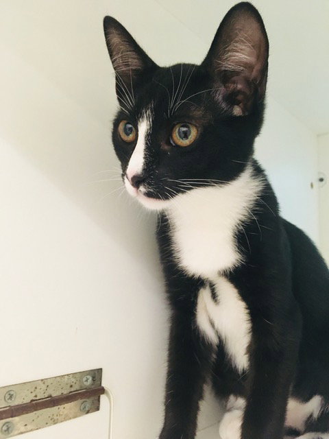Cats for Adoption in Harbor Bluffs, Florida | Alpha Paw