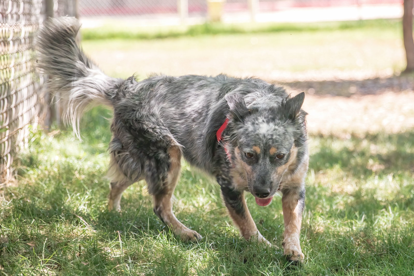 Dog for Adoption - PAISLEY **Texas Heeler**, a Australian Cattle Dog ...