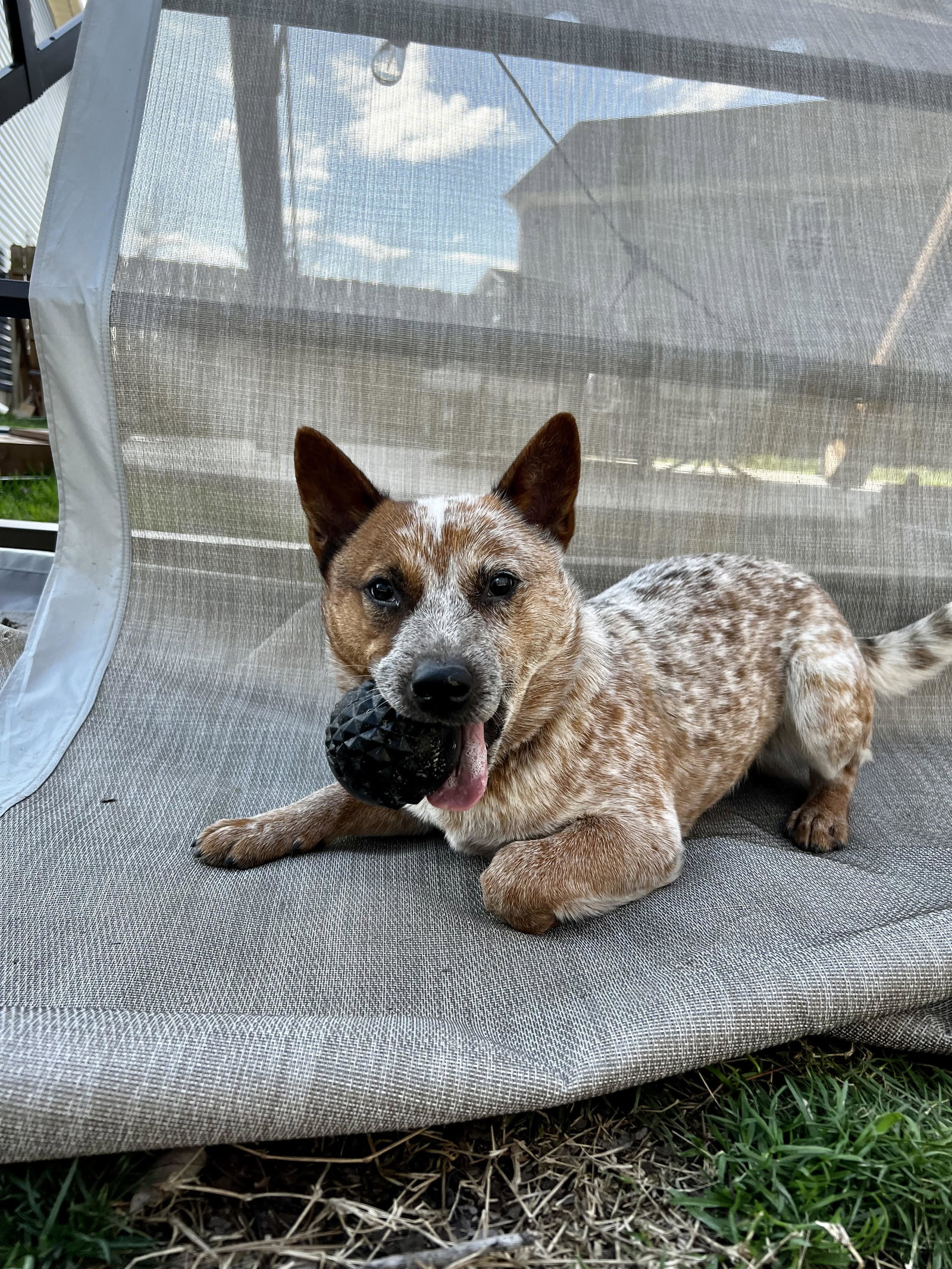 Dog for Adoption - Danny, a Australian Cattle Dog/Blue Heeler in Great ...