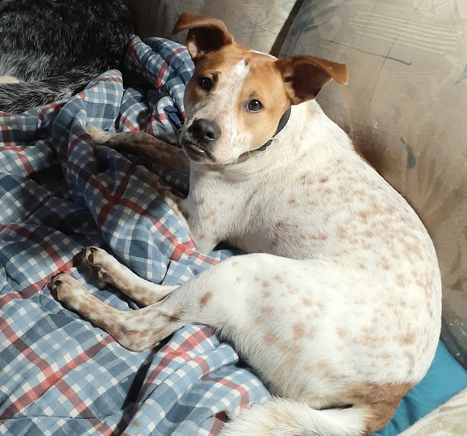 Dog for Adoption - Ginger, a Australian Cattle Dog/Blue Heeler in ...
