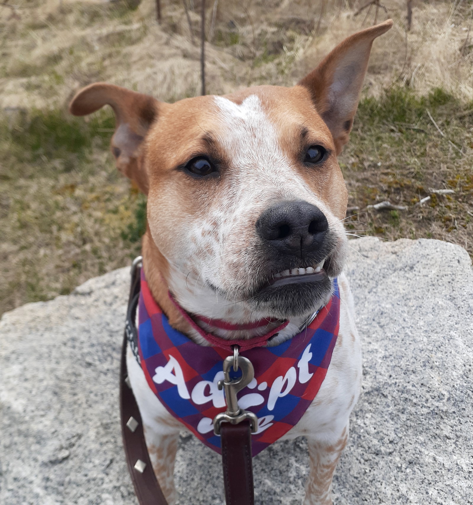 Dog for Adoption - Ginger, a Australian Cattle Dog/Blue Heeler in ...