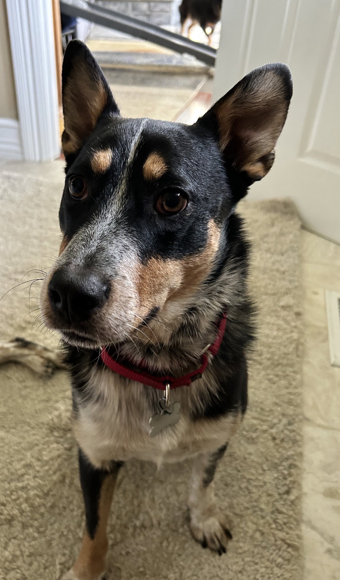 Dog for Adoption - Feliz, a Australian Cattle Dog/Blue Heeler in Point ...