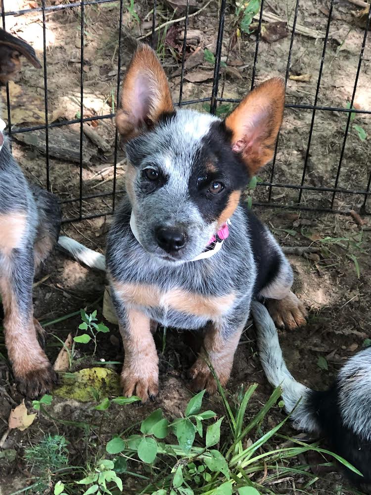 Dog for Adoption - Cauleflower, a Australian Cattle Dog/Blue Heeler in New York City, NY | Alpha Paw
